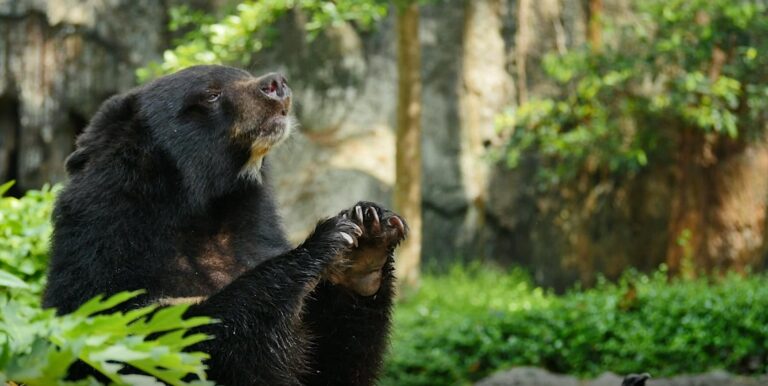 Meet Bearnice – recycling advocate, social media influencer, actor ...